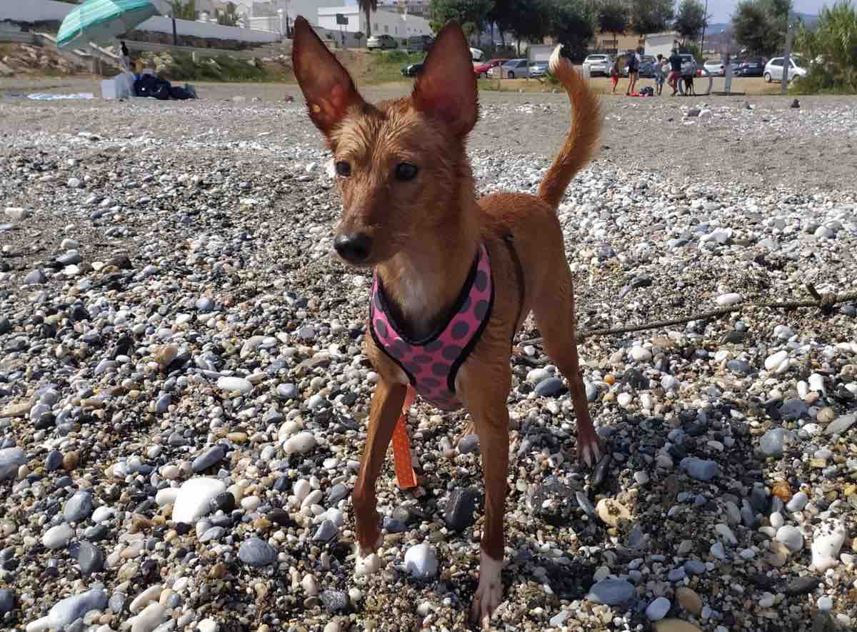 Edita, Podenco Mix, 1,5 Jahre alt